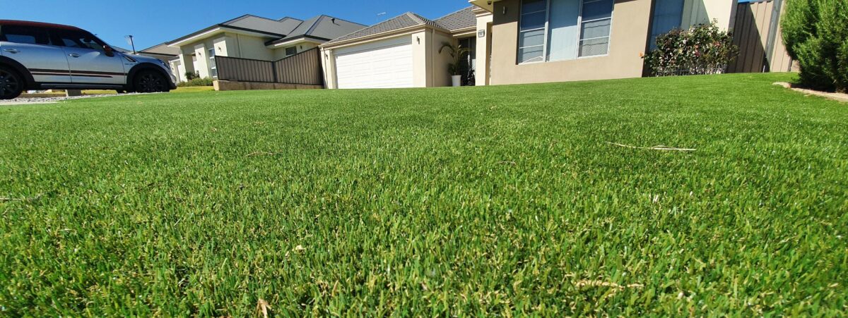 Gallery - Green Planet Grass