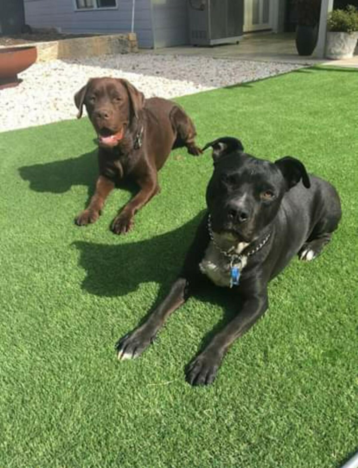 Gallery - Green Planet Grass